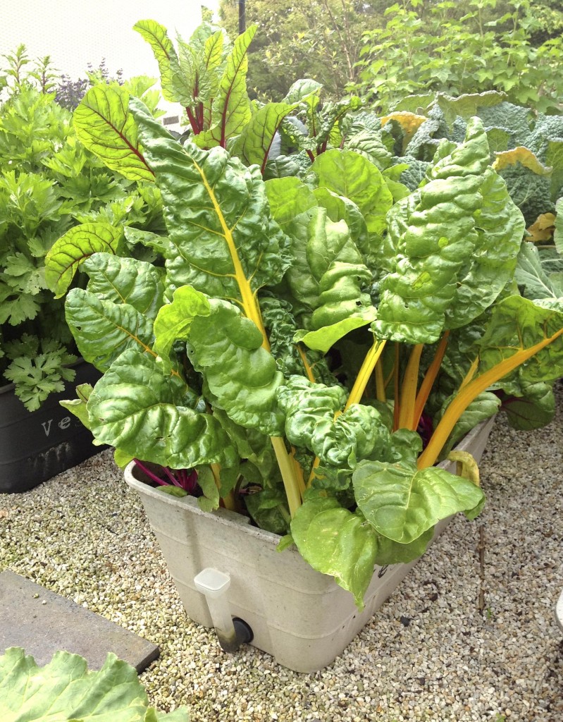 Silverbeet growing in GreenSmart pots - GrowGoodNZ